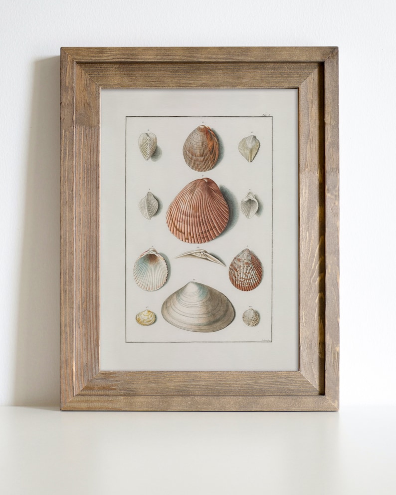 Seashell Artwork Gallery SET of Two Vintage Shell Watercolor Paintings ...