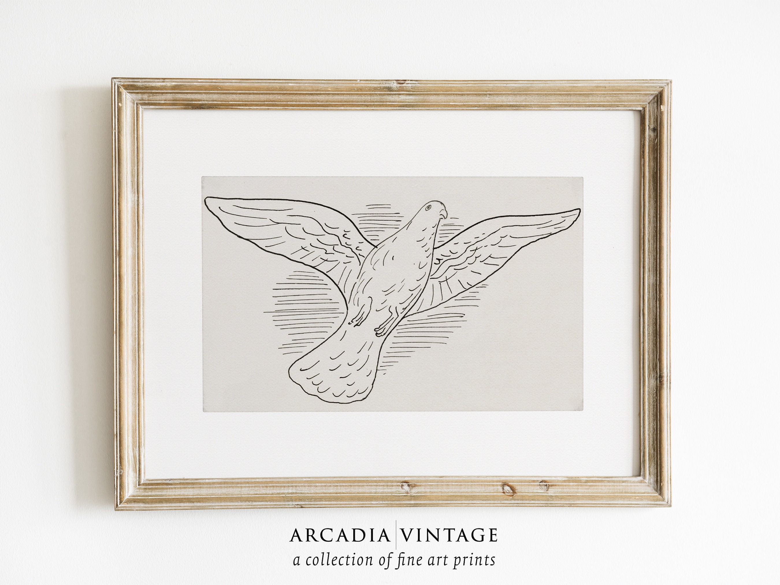 Simple Dove Drawings