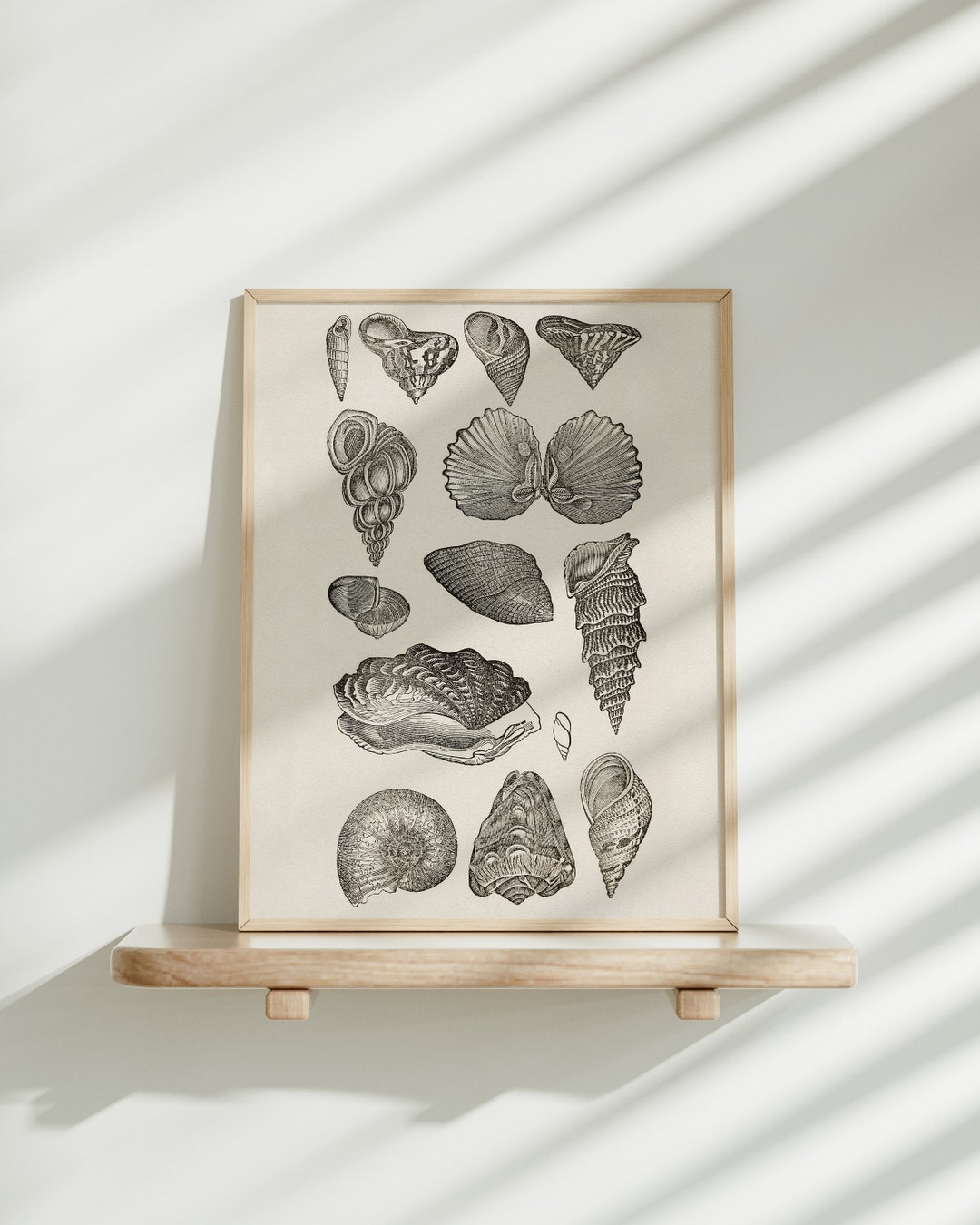 Vintage Shell Artwork, Black & White Seashell Art Print, Conchology ...