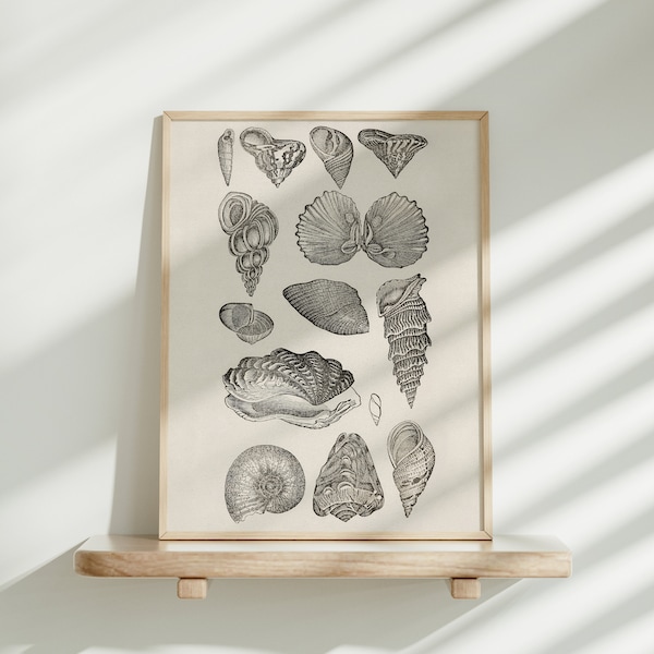 Seashell Art Print - Etsy