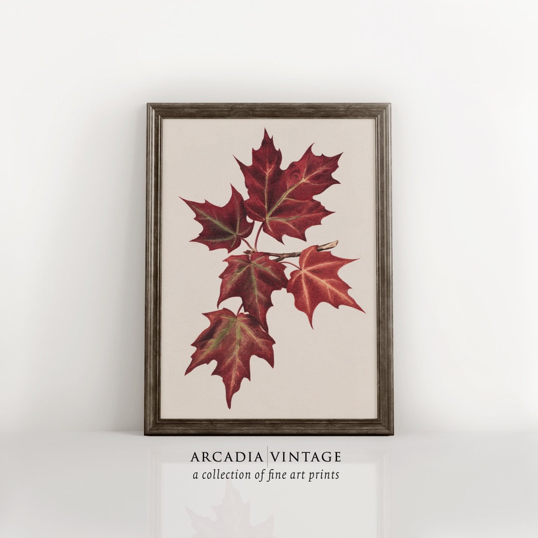 Fall Maple Leaves Fine Art Print - Etsy