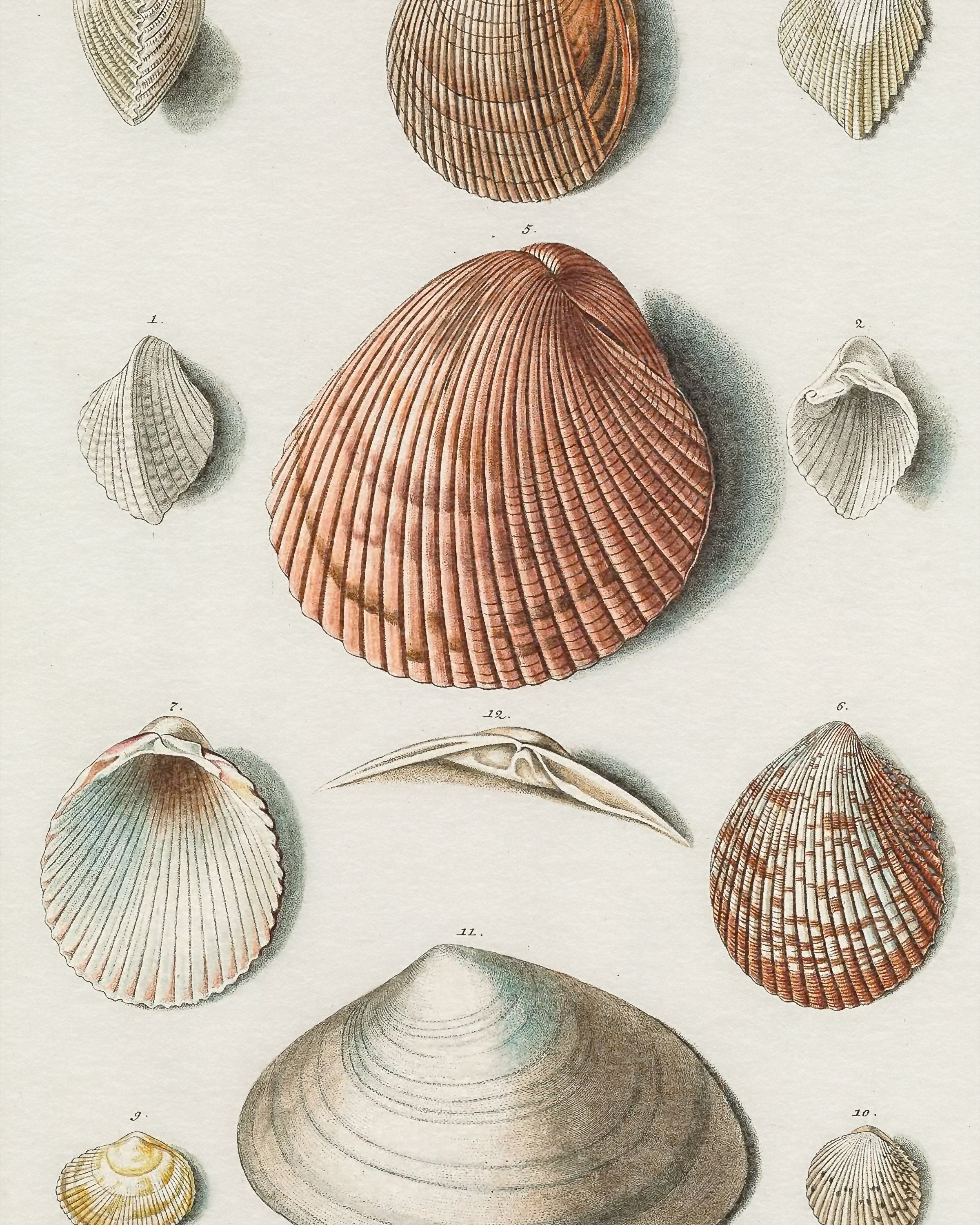 Seashell Artwork Gallery SET of Two Vintage Shell Watercolor Paintings ...