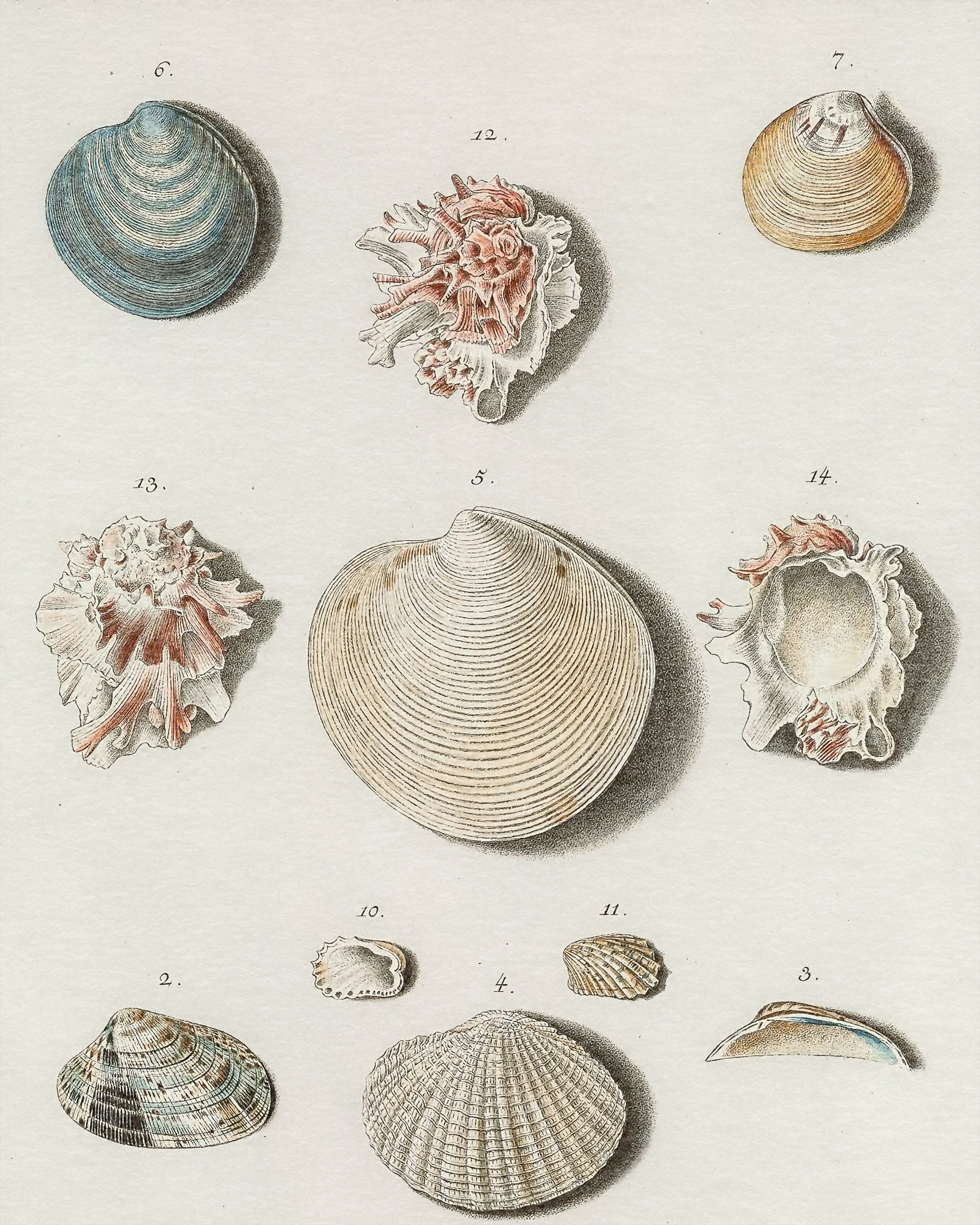 Seashell Artwork Gallery SET of Two Vintage Shell Watercolor Paintings ...