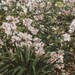 Vintage Spring Flowers Landscape Painting, English Cottage Garden ...