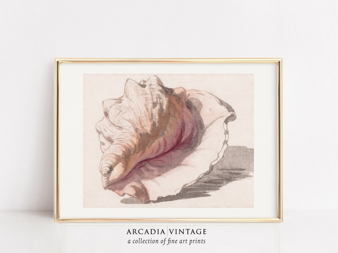 Antique Conch Shell Watercolor Painting Decorative Seashell - Etsy