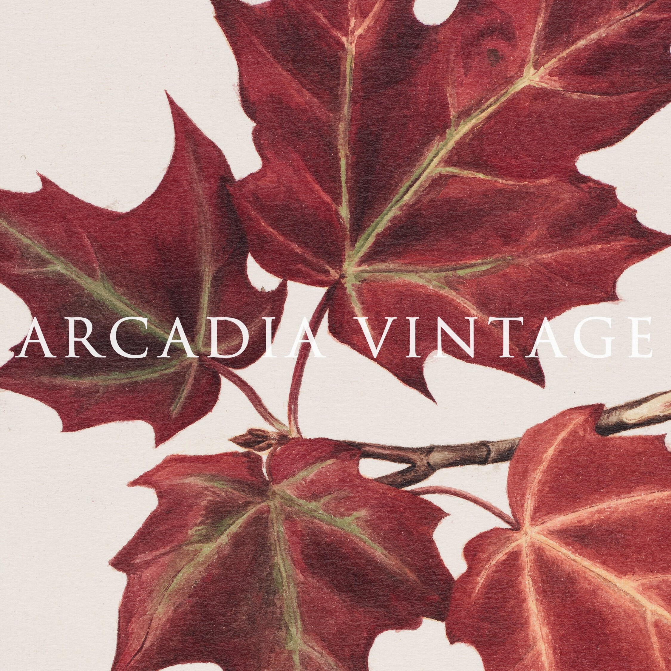 Fall Maple Leaves Fine Art Print - Etsy