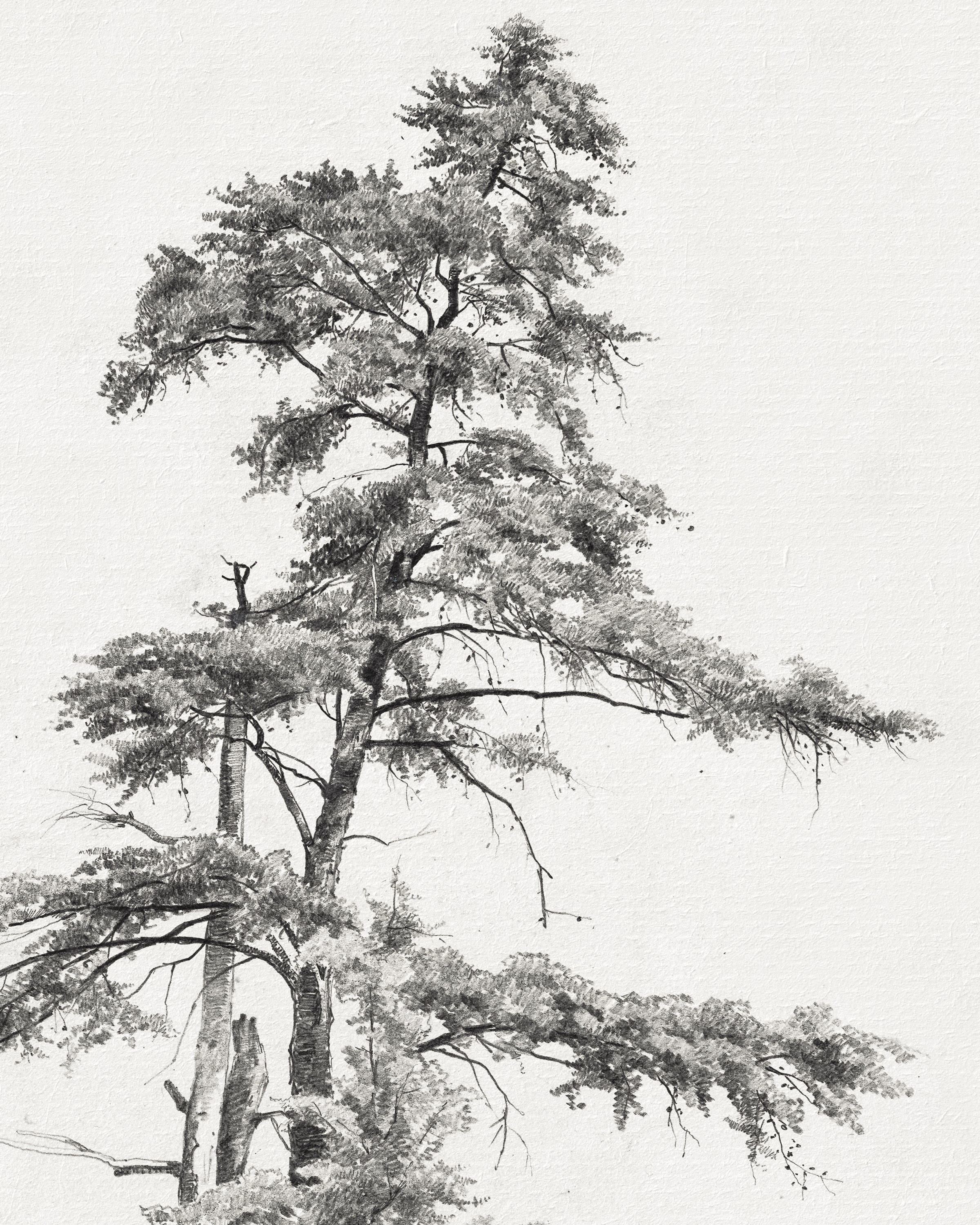 Cedar Tree Drawing, Vintage Charcoal Sketch Artwork, Black and White ...