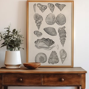 Vintage Shell Artwork, Black & White Seashell Art Print, Conchology ...