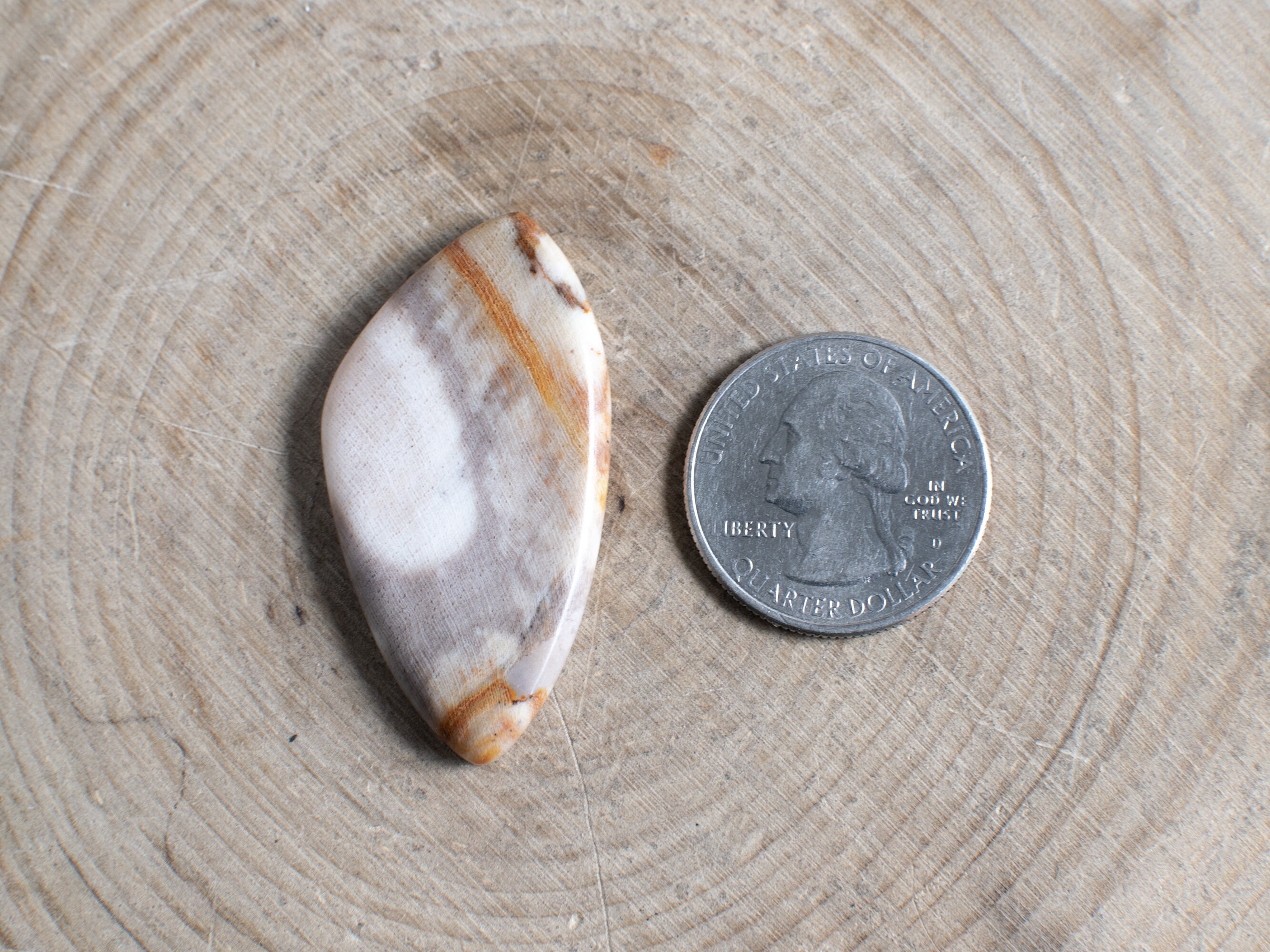 Badger Pocket Petrified Wood Cabochon - Etsy