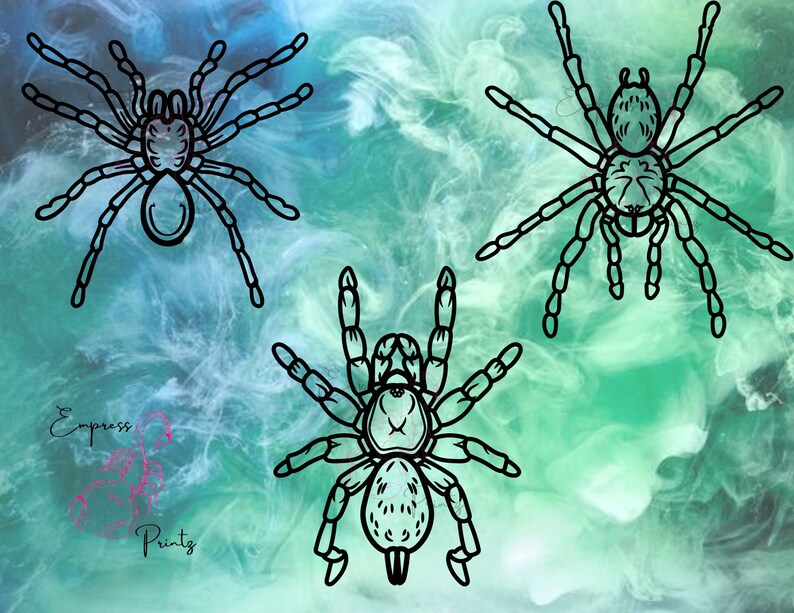 6 Tarantulas SVG/PNG Digital Downloads - Etsy
