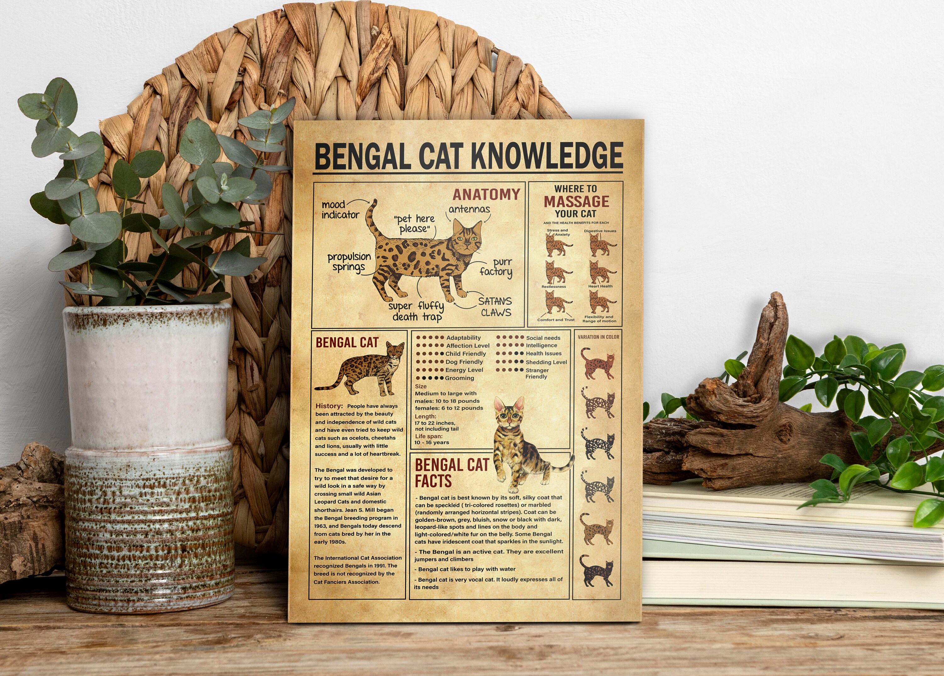 Bengal Cat Knowledge Poster Anatomy of Bengal Cat Vintage - Etsy Canada