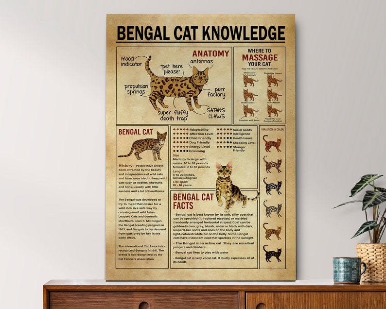 Bengal Cat Knowledge Poster, Anatomy of Bengal Cat, Vintage Canvas, Cat ...