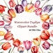 Watercolor Tulips Clip Art Bundle, Watercolor Clipart, PNG Files, SVG ...