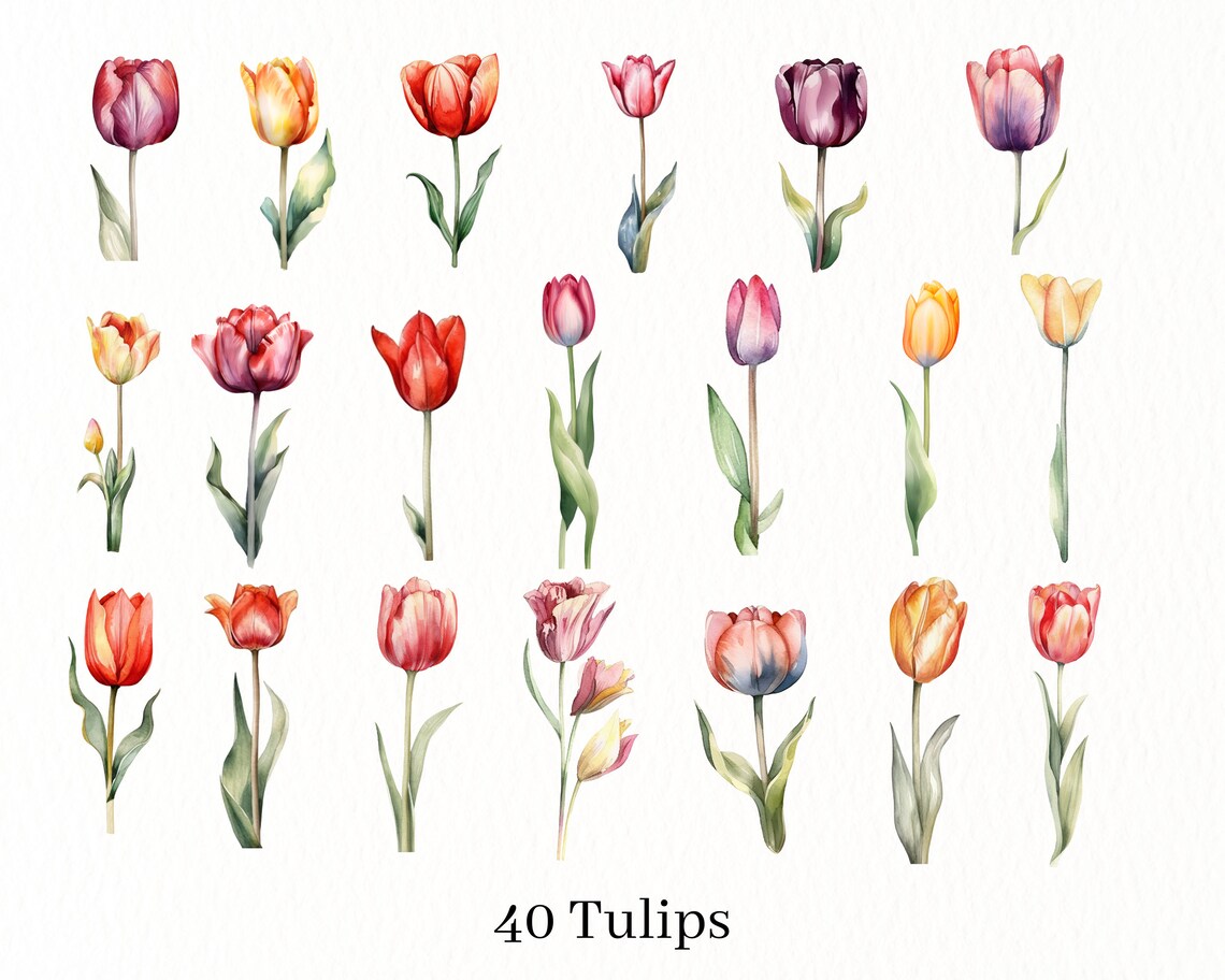 Watercolor Tulips Clip Art Bundle, Watercolor Clipart, PNG Files, SVG ...