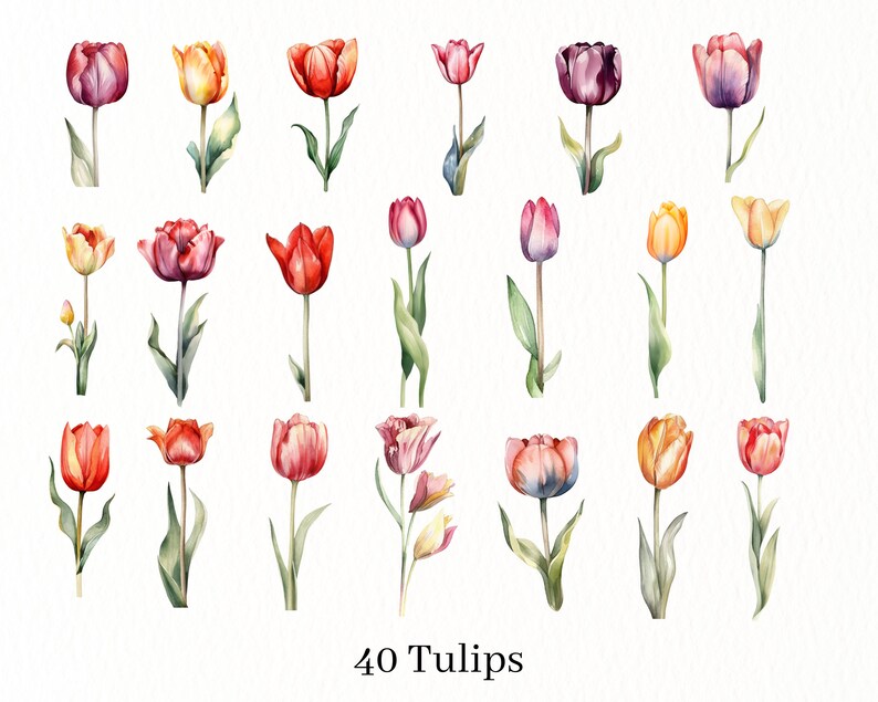 Watercolor Tulips Clip Art Bundle, Watercolor Clipart, PNG Files, SVG ...