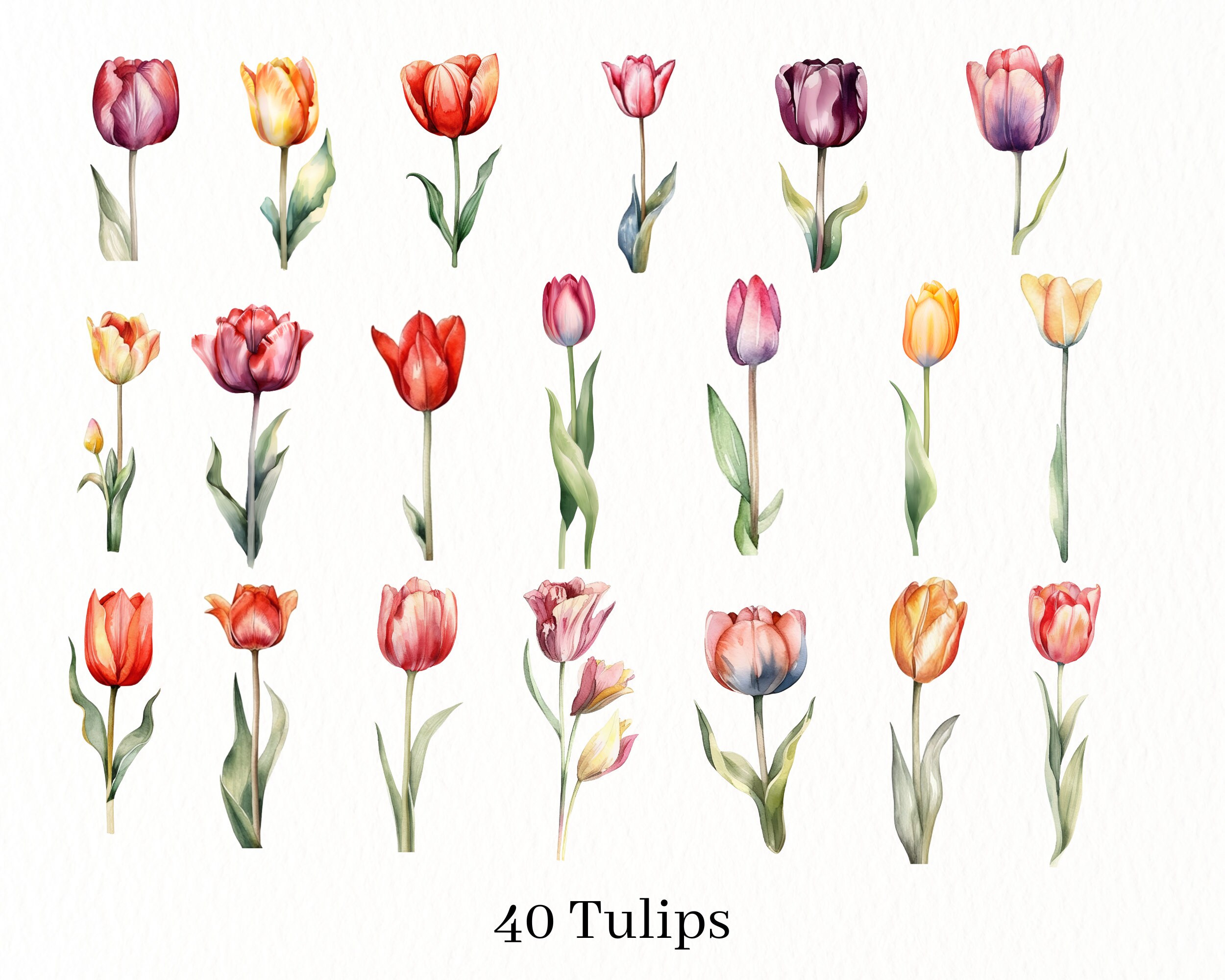 Watercolor Tulips Clip Art Bundle, Watercolor Clipart, PNG Files, SVG ...