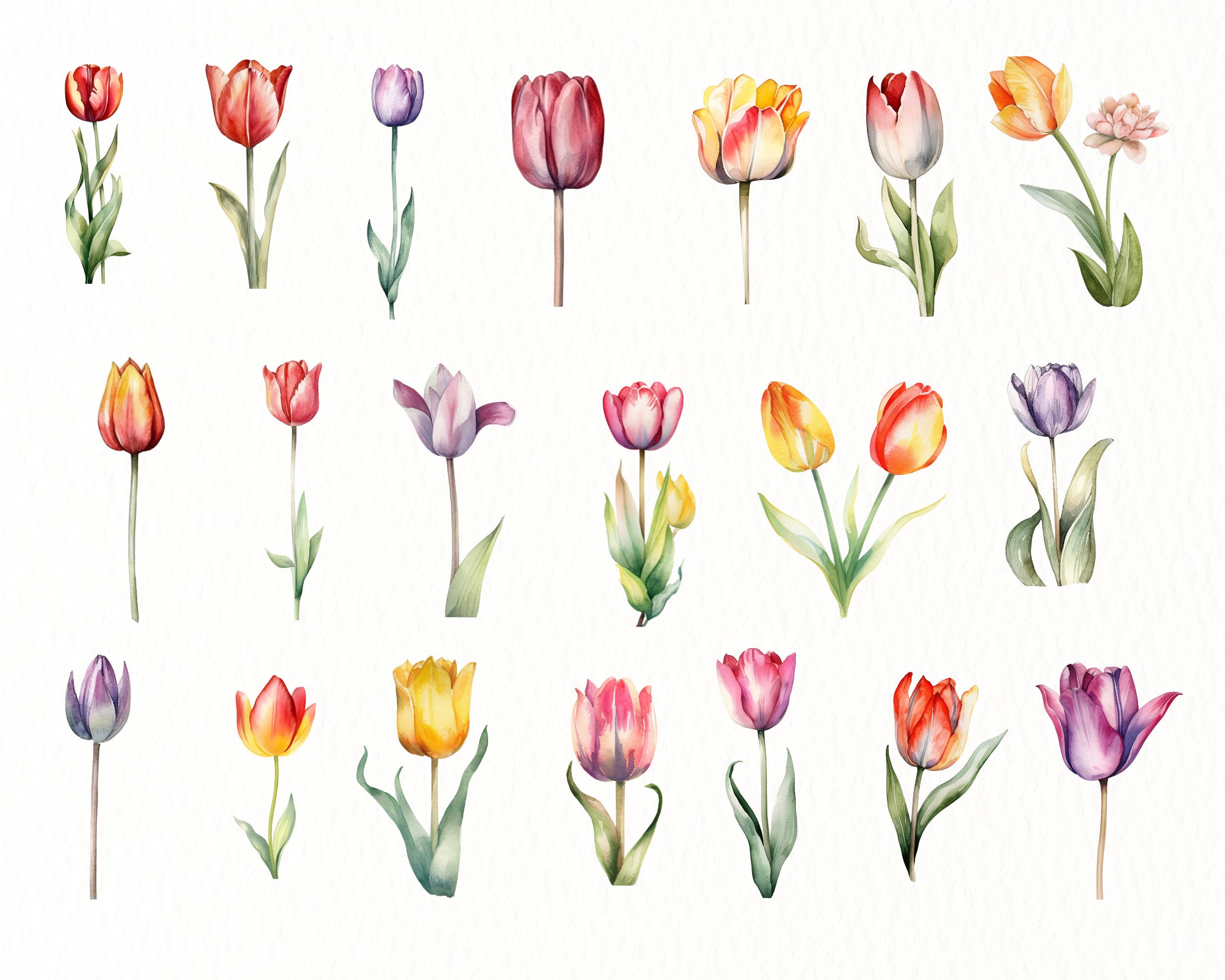 Watercolor Tulips Clip Art Bundle, Watercolor Clipart, PNG Files, SVG ...