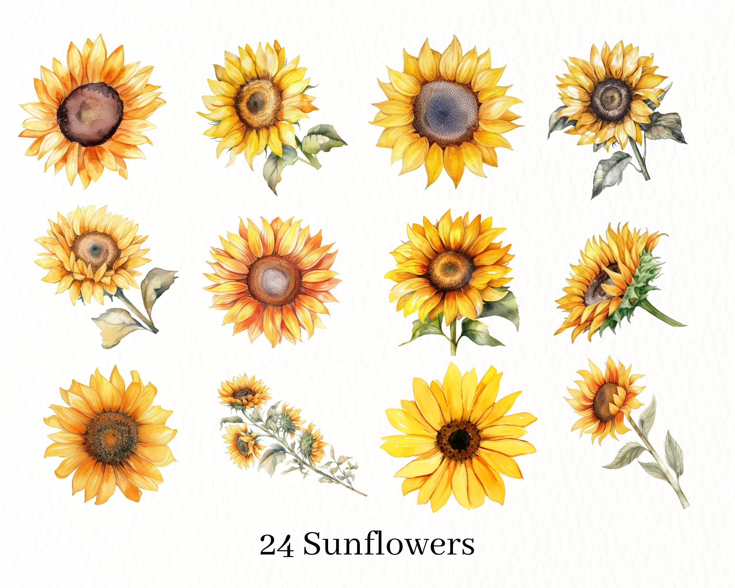Watercolor Sunflower Clip Art Bundle, Watercolor Clipart, Floral ...
