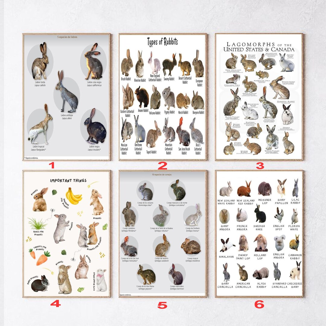 Cute Rabbits - Educational Posters for Children. - Etsy