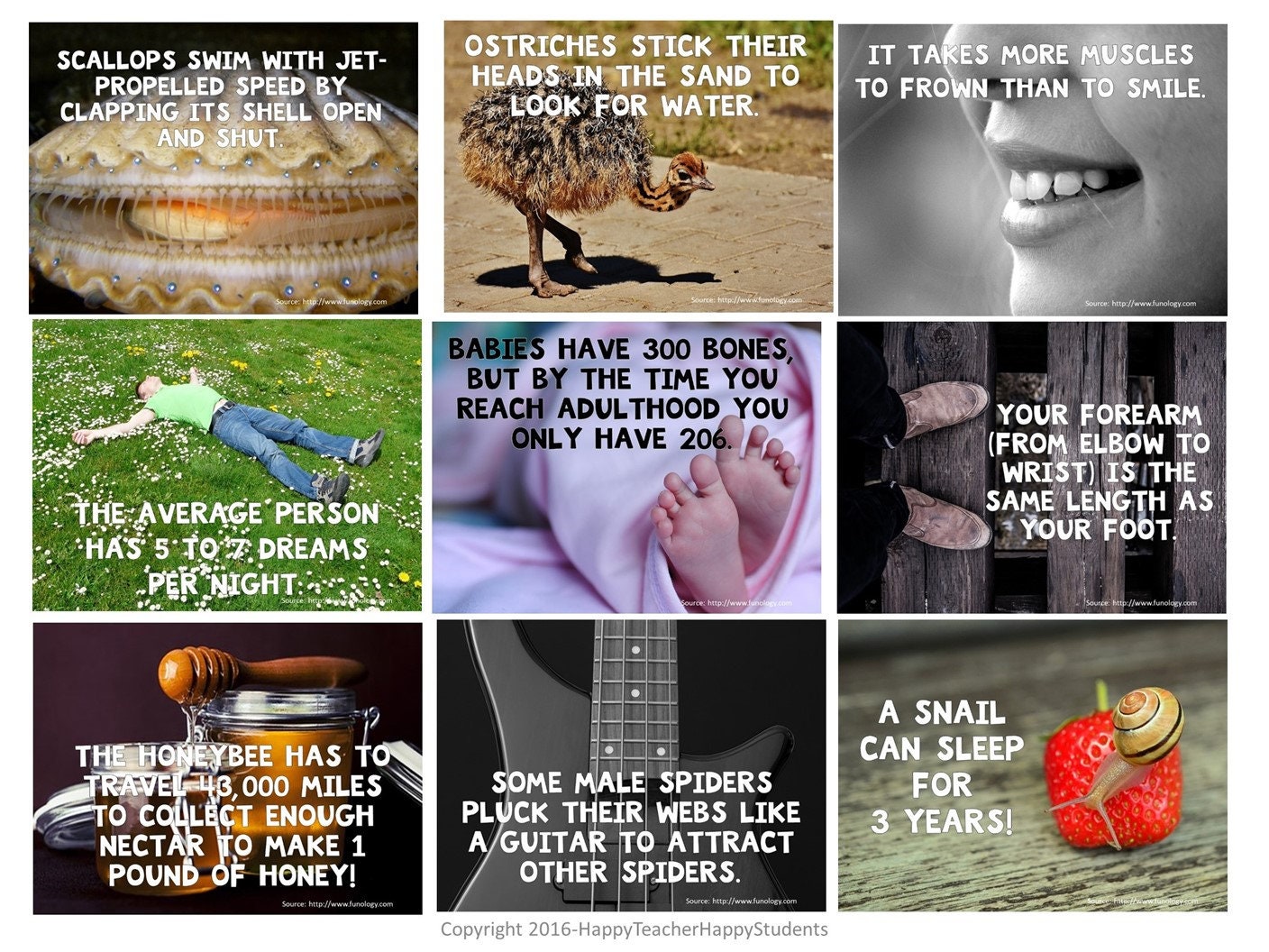 Daily Trivia: 100 Fun Daily Facts of the Day Funny & Educational | Kids ...