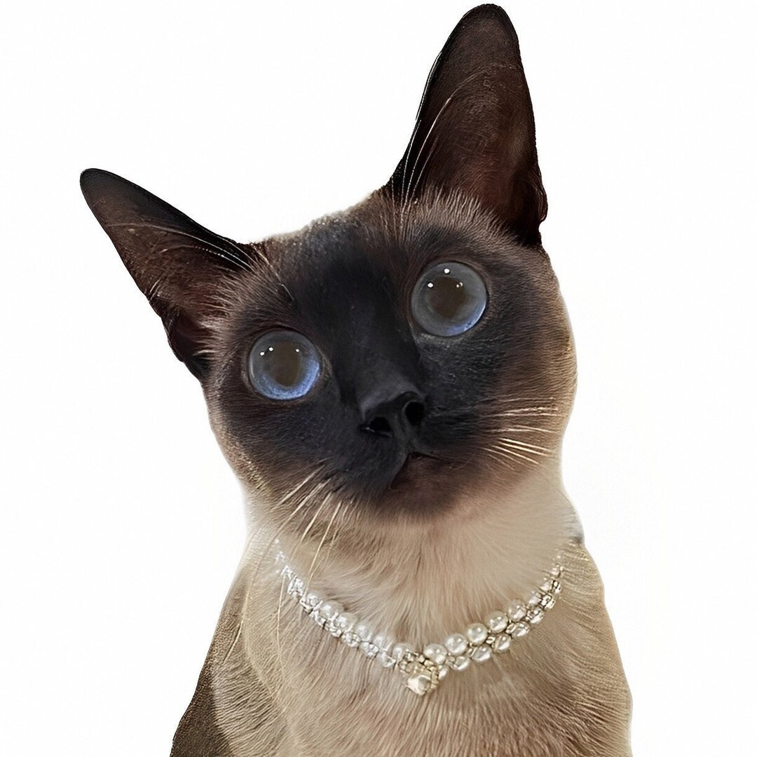 Adjustable Zircon Pearl Dog Collar, Dog Pearl Necklace, Bling Pet ...