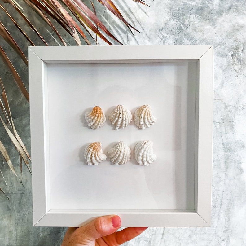 Shell Art arte costero Spiny Jewel Box Sanibel Beach mar - Etsy México