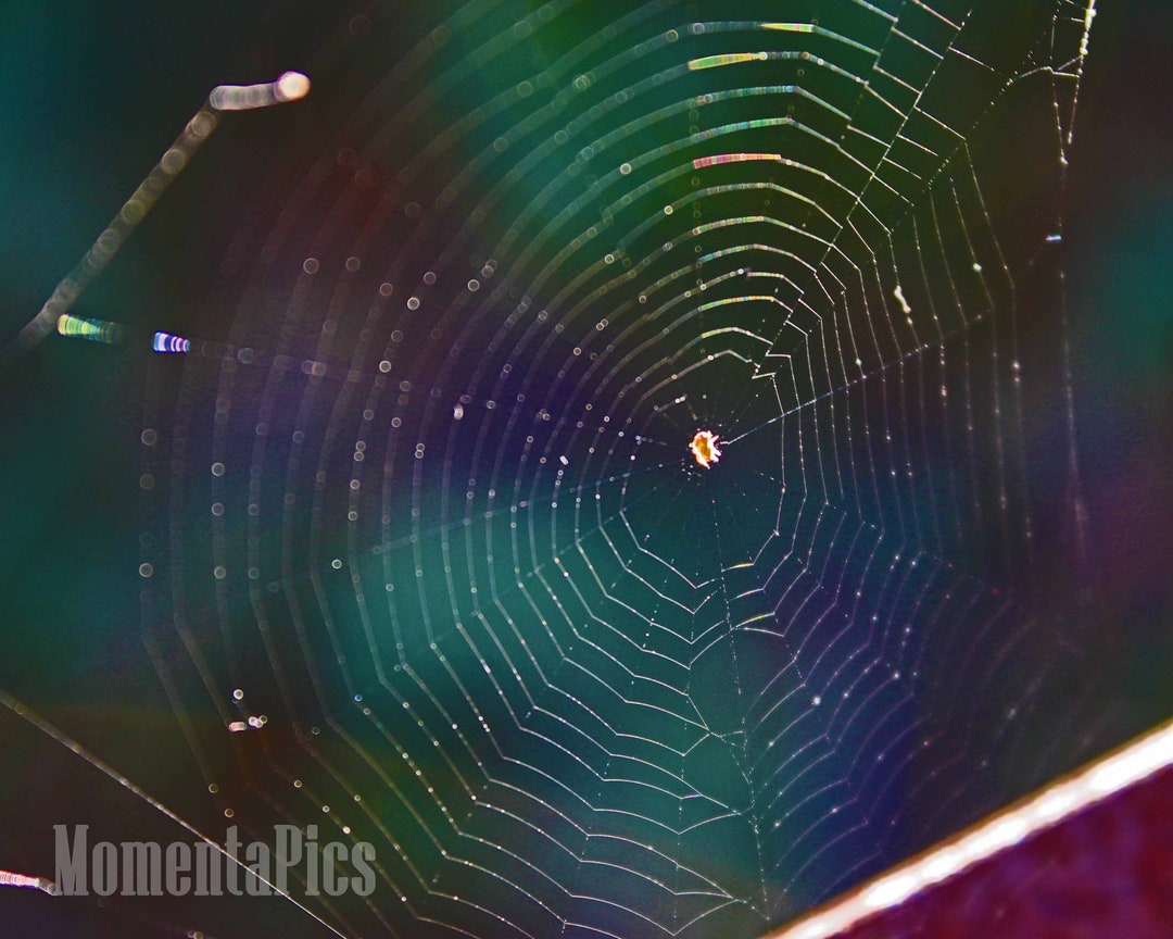 Colorful Spider Web , Digital Download, Horizontal, Wall Art ...