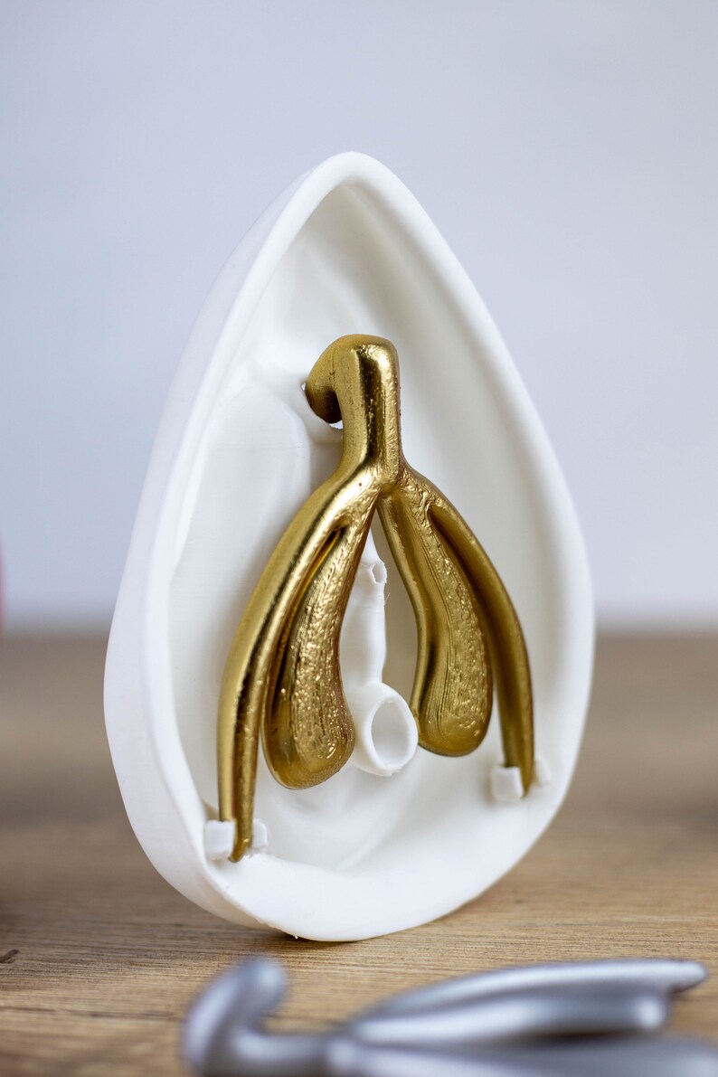 White Gold Anatomical Model Vulva Clitoris And Educational Notes 3d