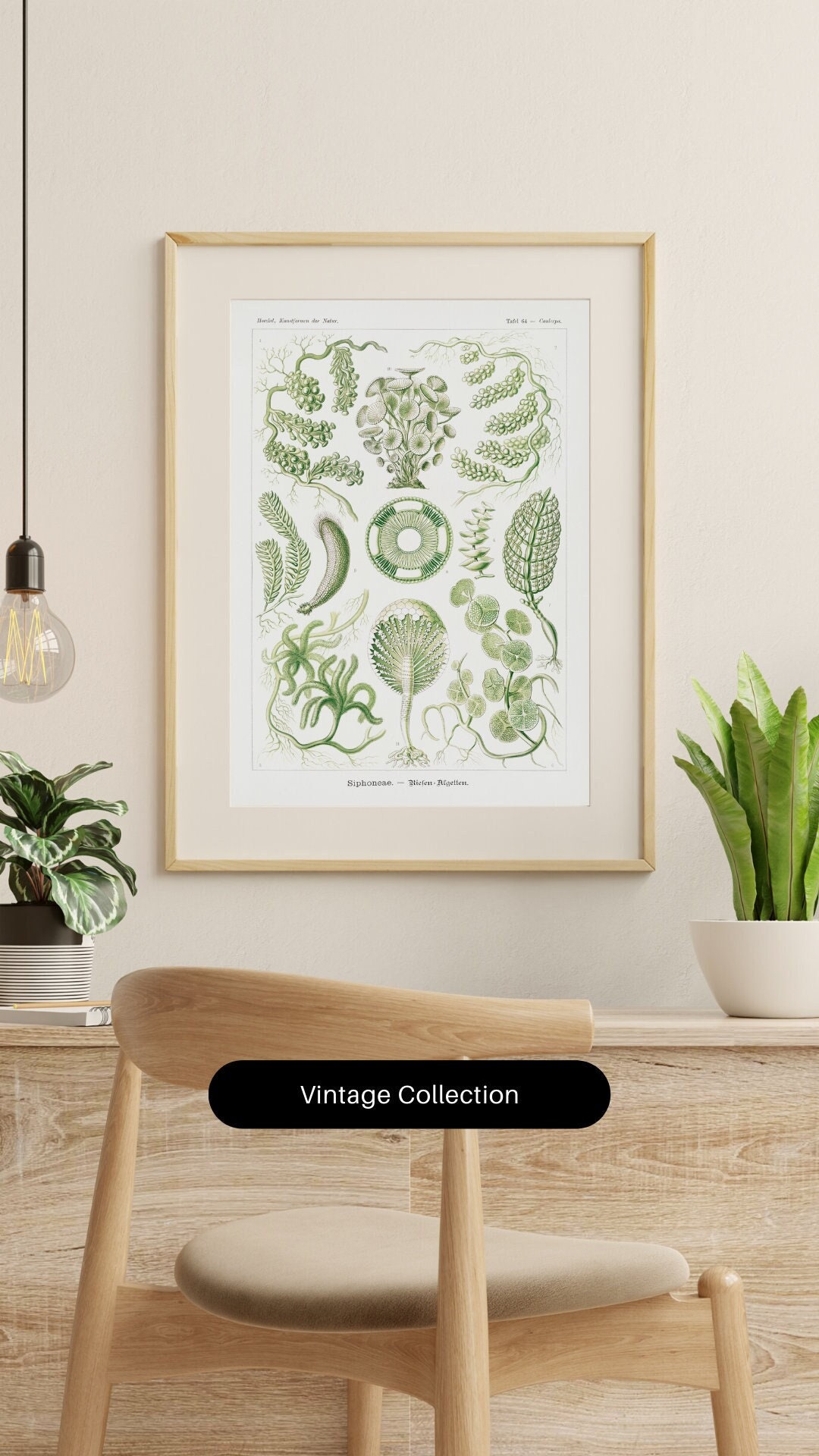 Vintage Scientific Illustration of Sea Creatures / Antique - Etsy