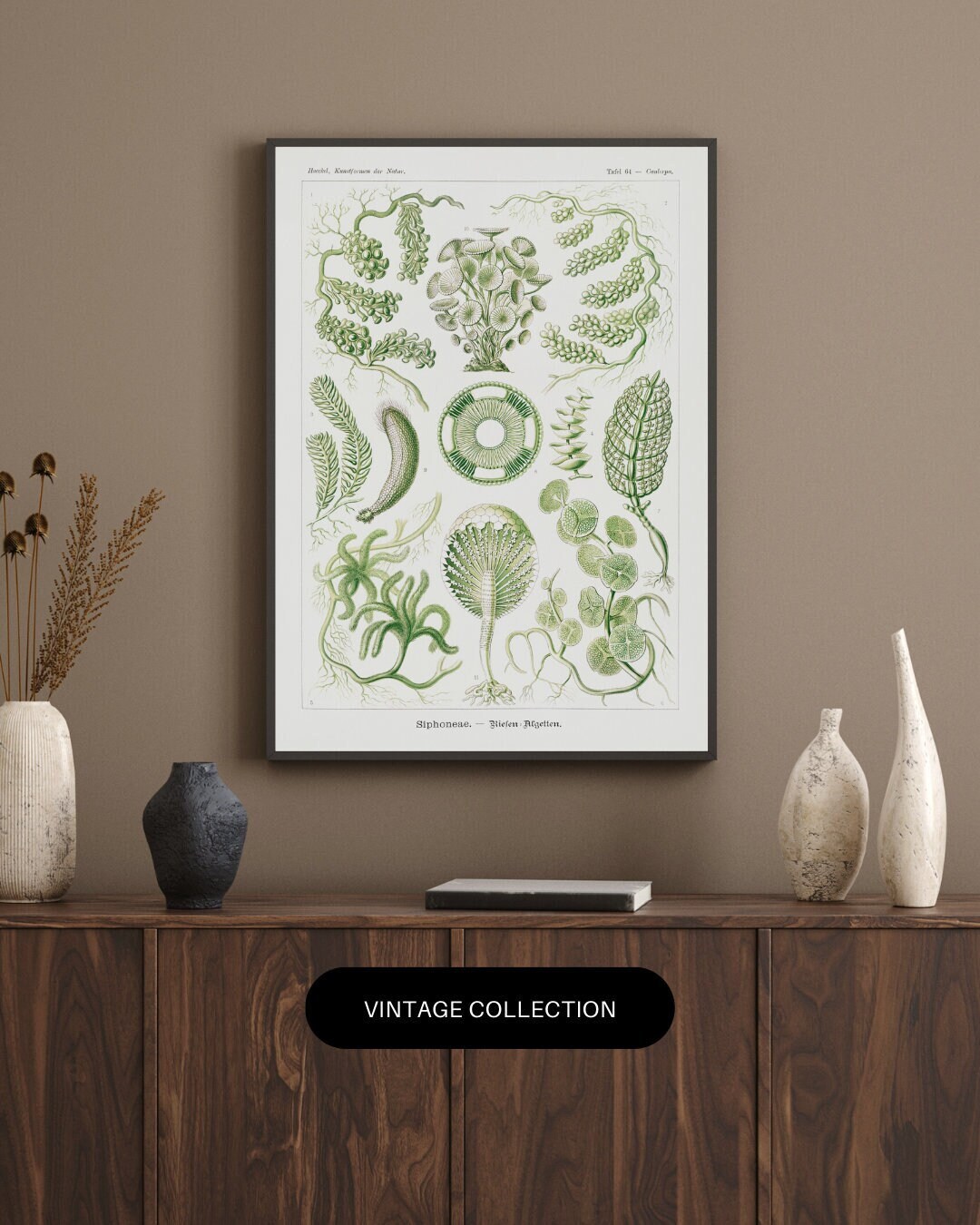 Vintage Scientific Illustration of Sea Creatures / Antique Wall Decor ...