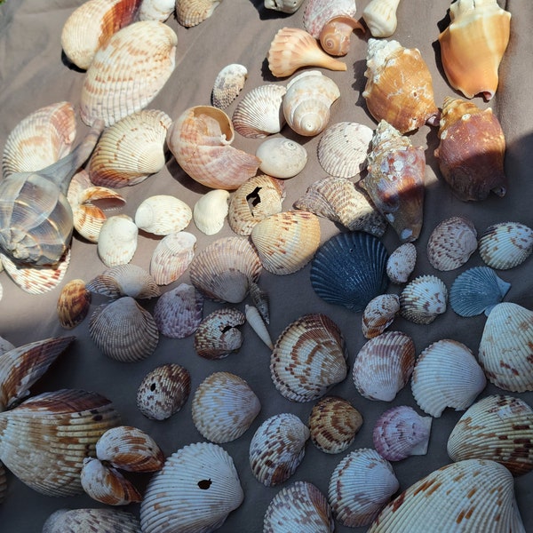 Florida Shell - Etsy