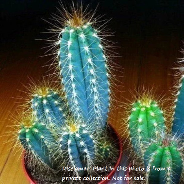 Blue Cactus - Etsy