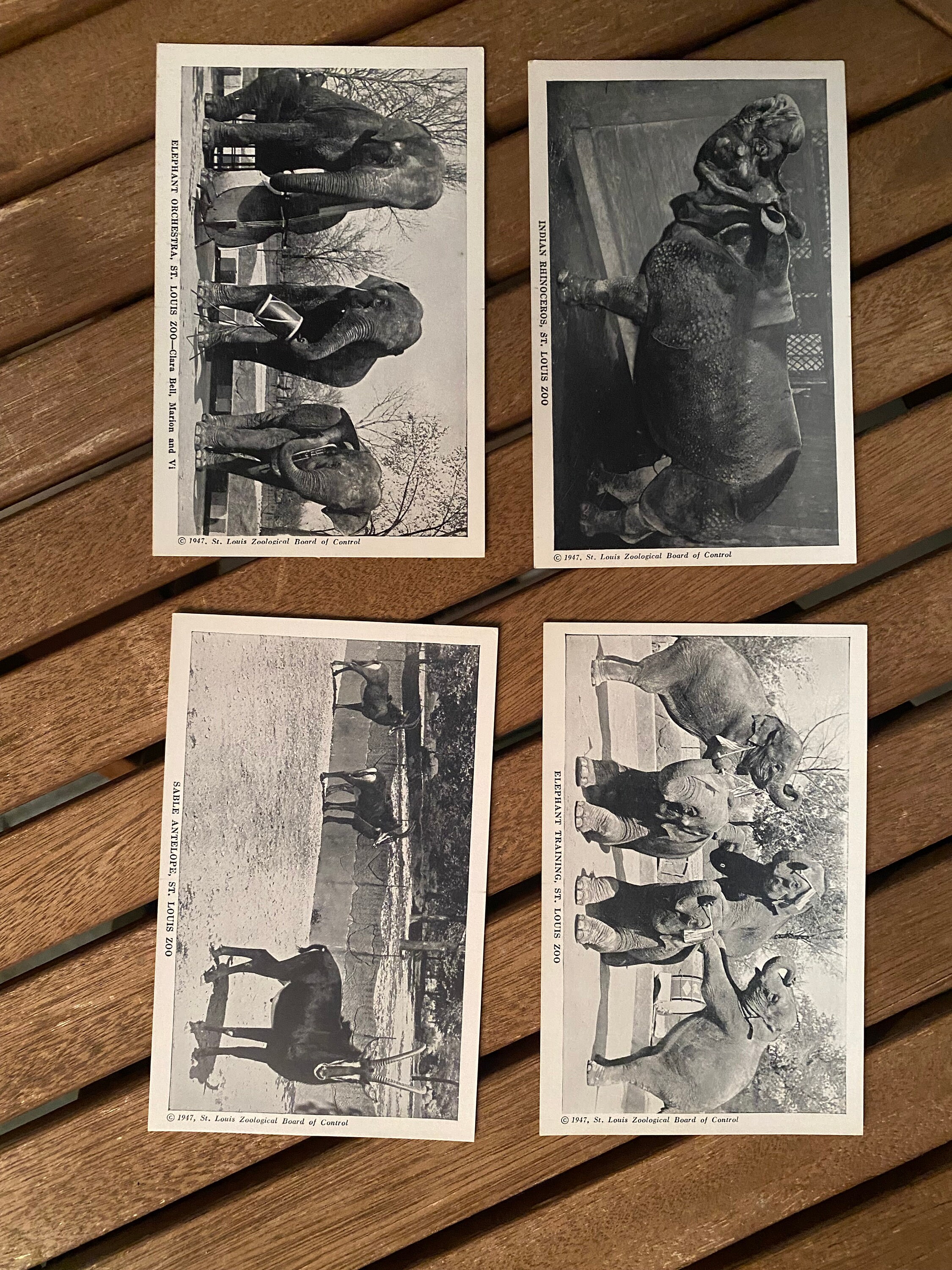 Vintage St. Louis Zoo Postcards in Envelope - Etsy