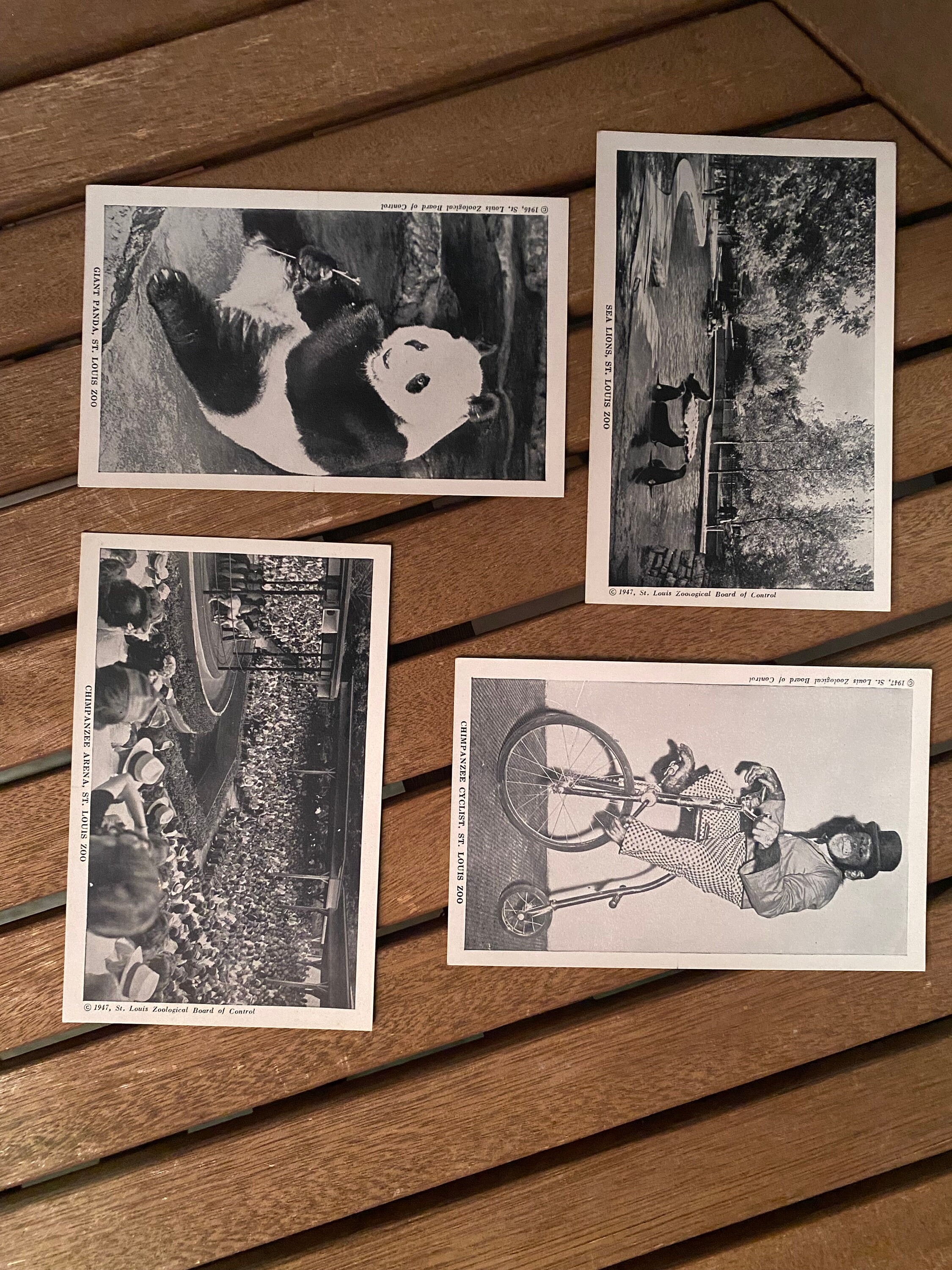 Vintage St. Louis Zoo Postcards in Envelope - Etsy