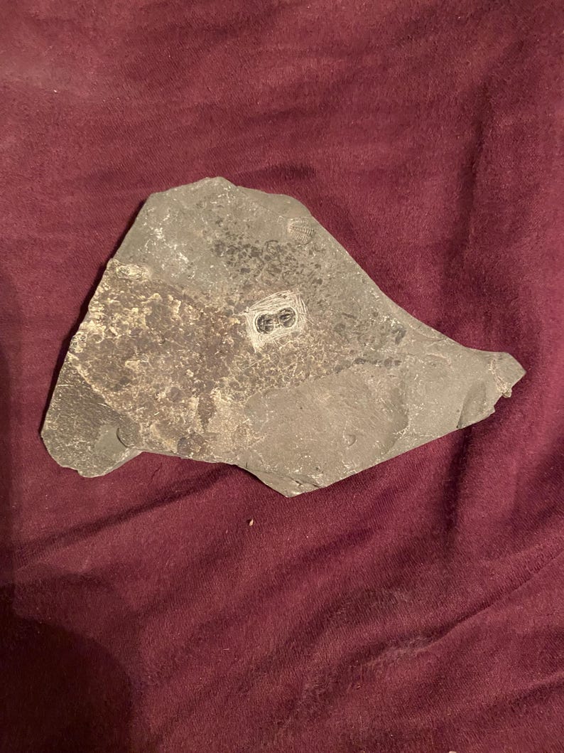 Peronopsis Trilobite Fossil, Utah - Etsy