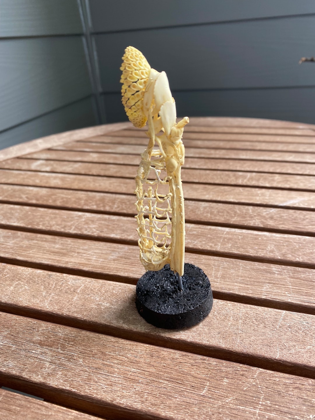 3D Printed Sea Lamprey Anatomical Model - Etsy