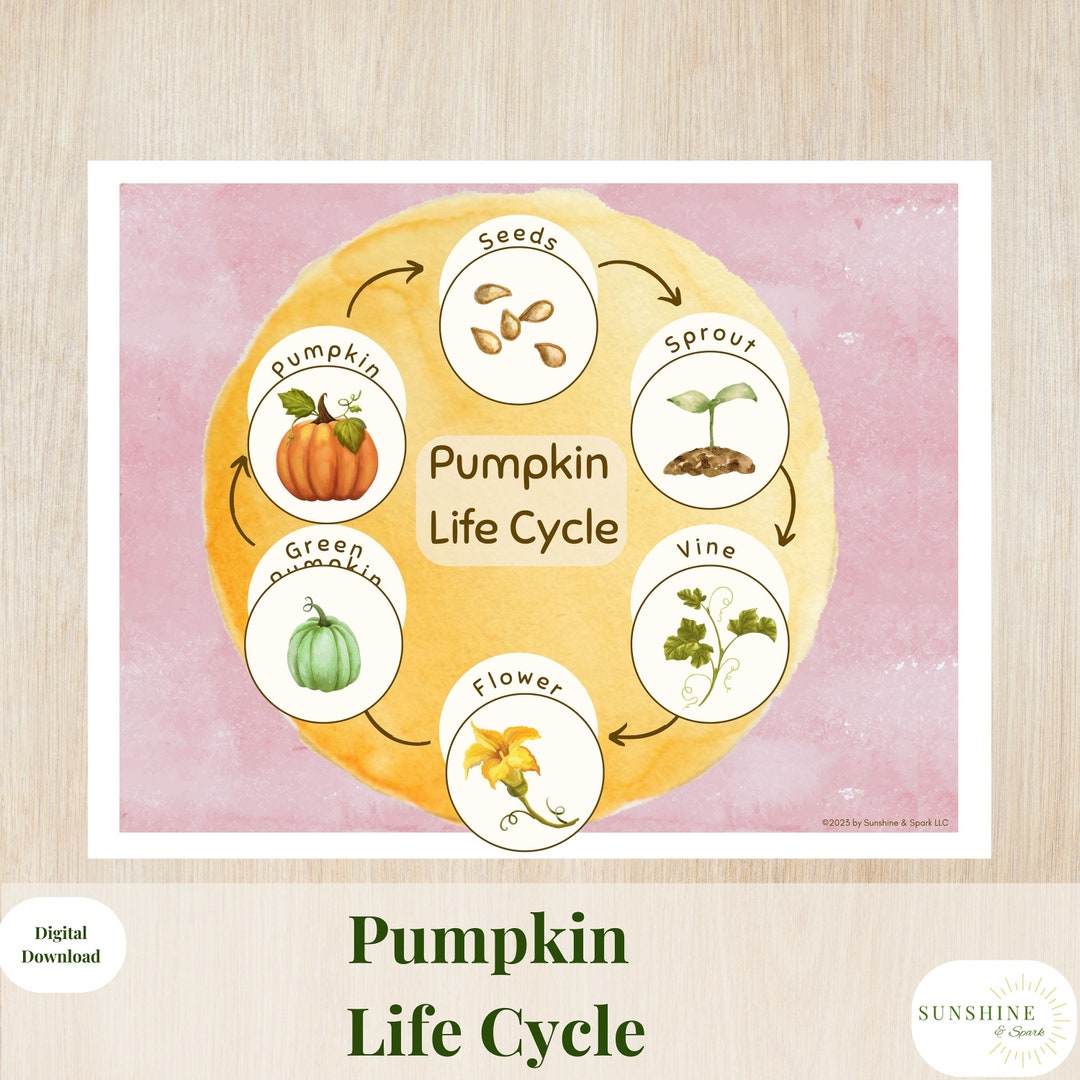 Pumpkin Life Cycle Nature Study Printable Activity. Autumn Preschool ...