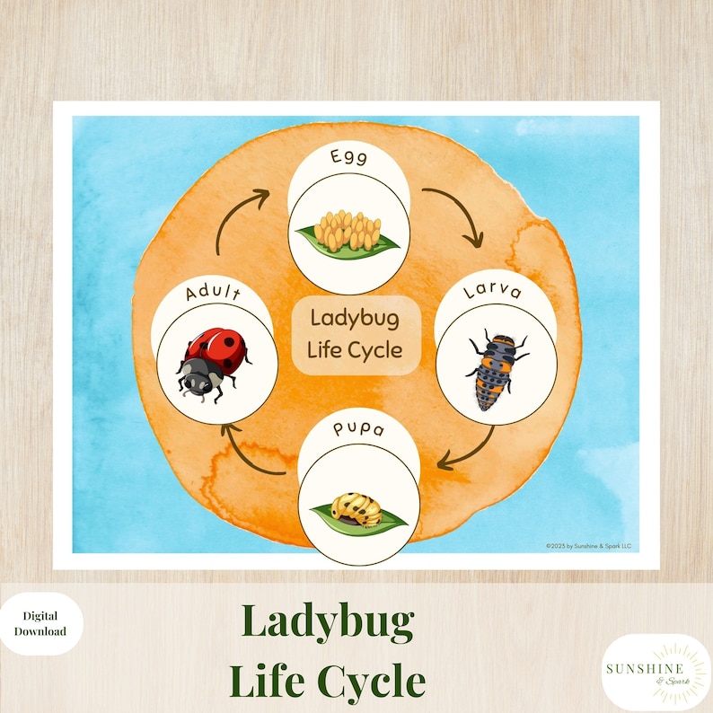 Ladybug Life Cycle File Folder Game. Life Cycle Insect Fall Busy Book ...