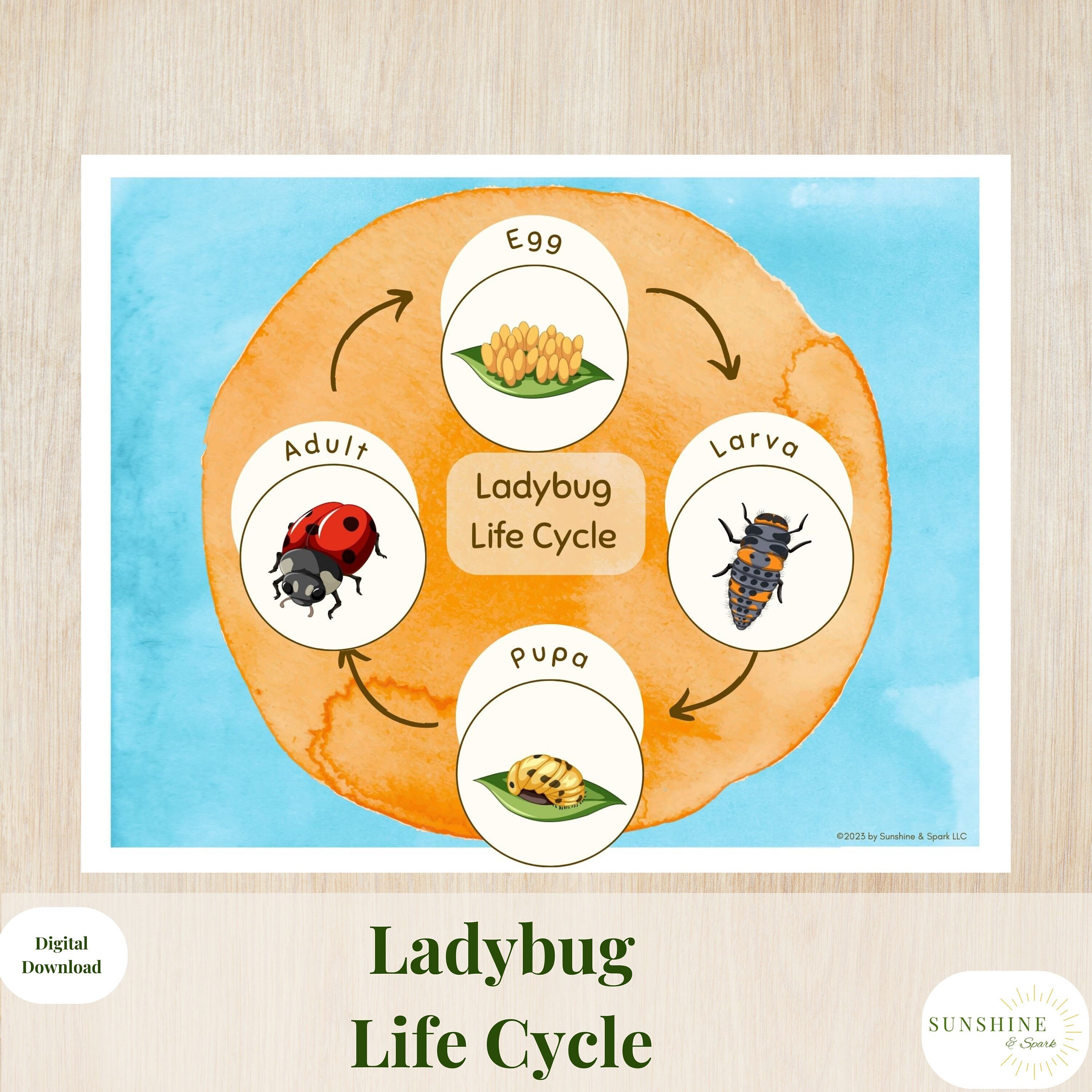 Ladybug Life Cycle File Folder Game. Life Cycle Insect Fall Busy Book ...