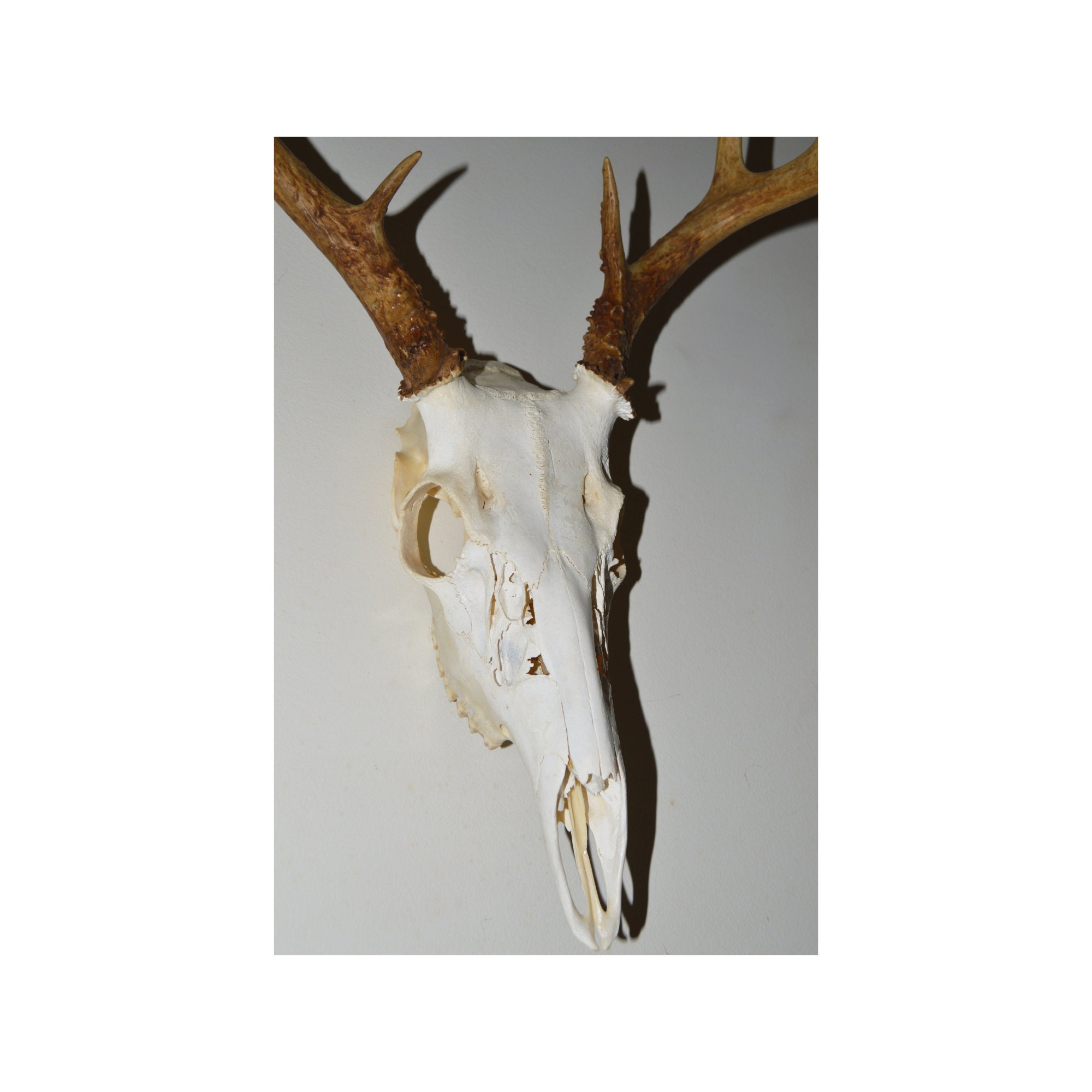 WHITETAIL DEER SKULL, Deer Skull Mount, Deer Skull Decor, Handmade ...