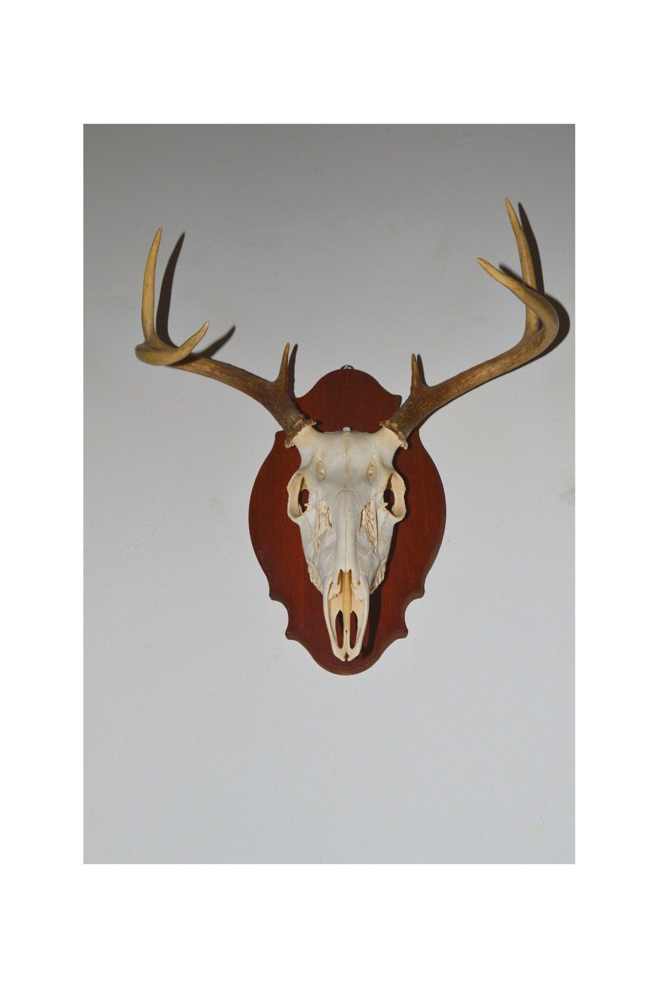 WHITETAIL DEER SKULL, Deer Skull Mount, Deer Skull Decor, Handmade ...