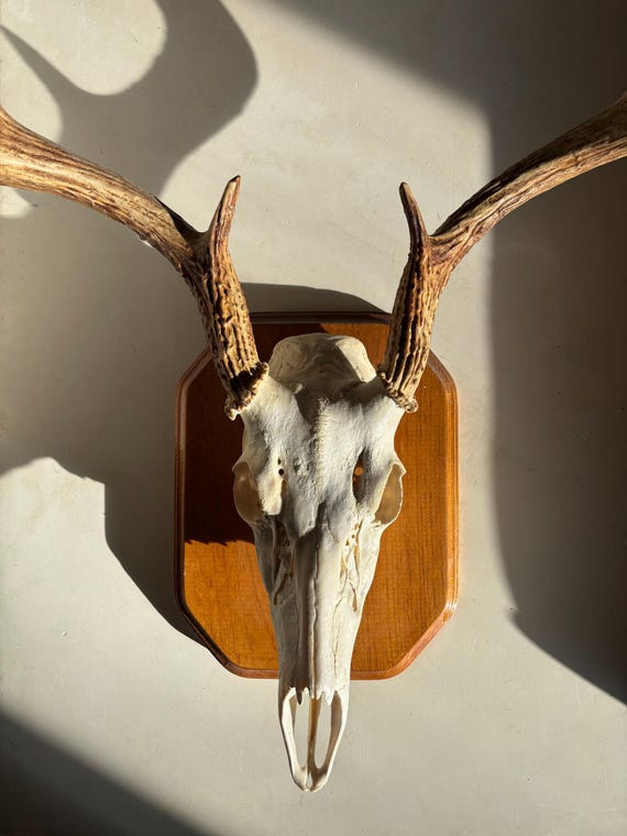 Whitetail Deer Skull Antler Mount The CHANGE UP (Antler Display Kit)