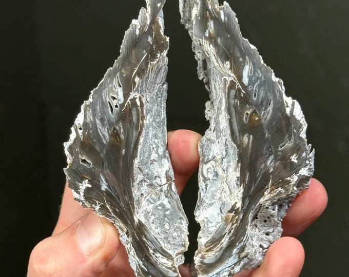 8.0oz Rare Agatized Oysters (florida) | Polished - Etsy