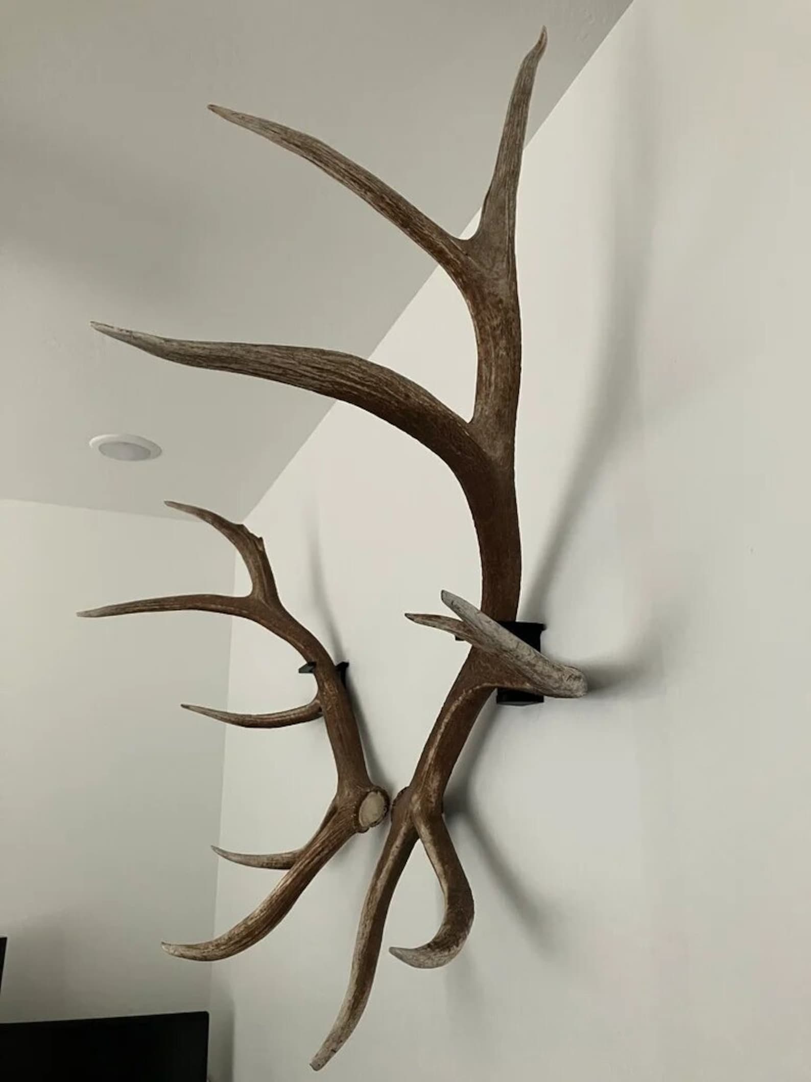 Elk Shed Mounts! Hang Your Elk Sheds With These Sturdy Mountable ...