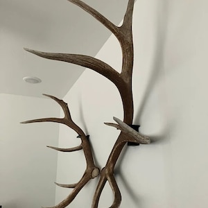 Elk Shed Mounts! Hang Your Elk Sheds With These Sturdy Mountable ...