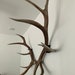 Elk Shed Mounts! Hang Your Elk Sheds With These Sturdy Mountable ...