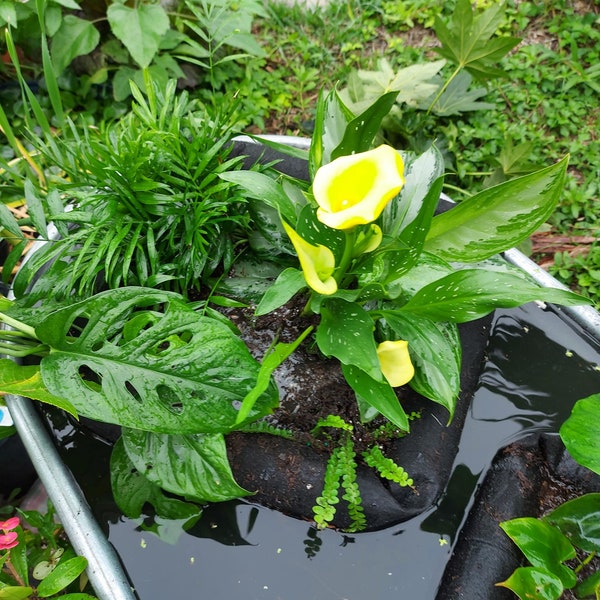Floating Pond Basket - Etsy