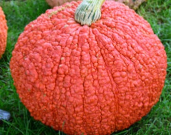 Pumpkin Red Warty Thing Pumpkin Seeds 15 - Etsy