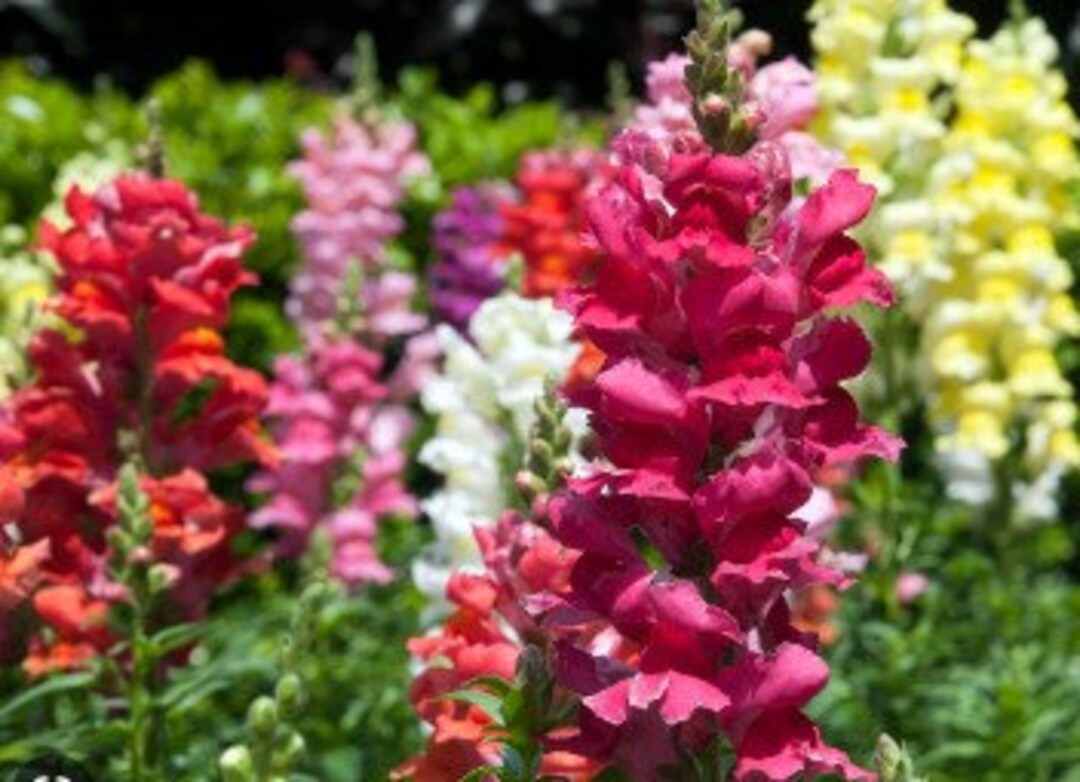 40 Tall Rocket Snapdragon Seeds - Etsy
