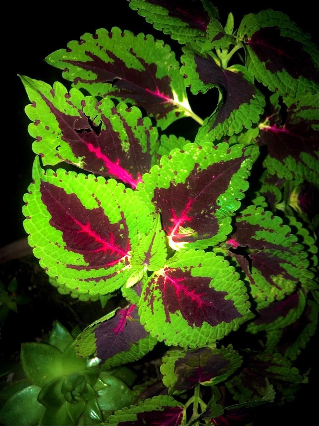 40 Rainbow Coleus SEEDS - Etsy